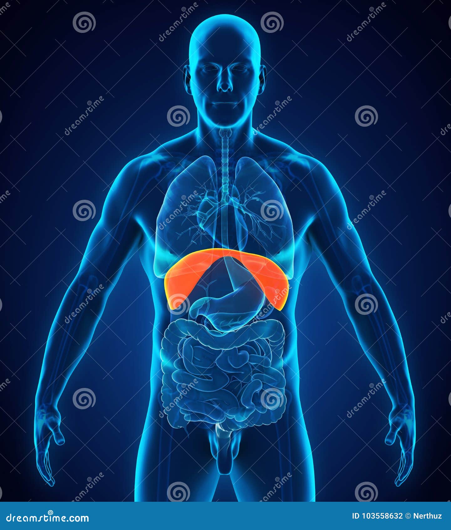 Human Diaphragm Anatomy stock illustration. Illustration of male ...