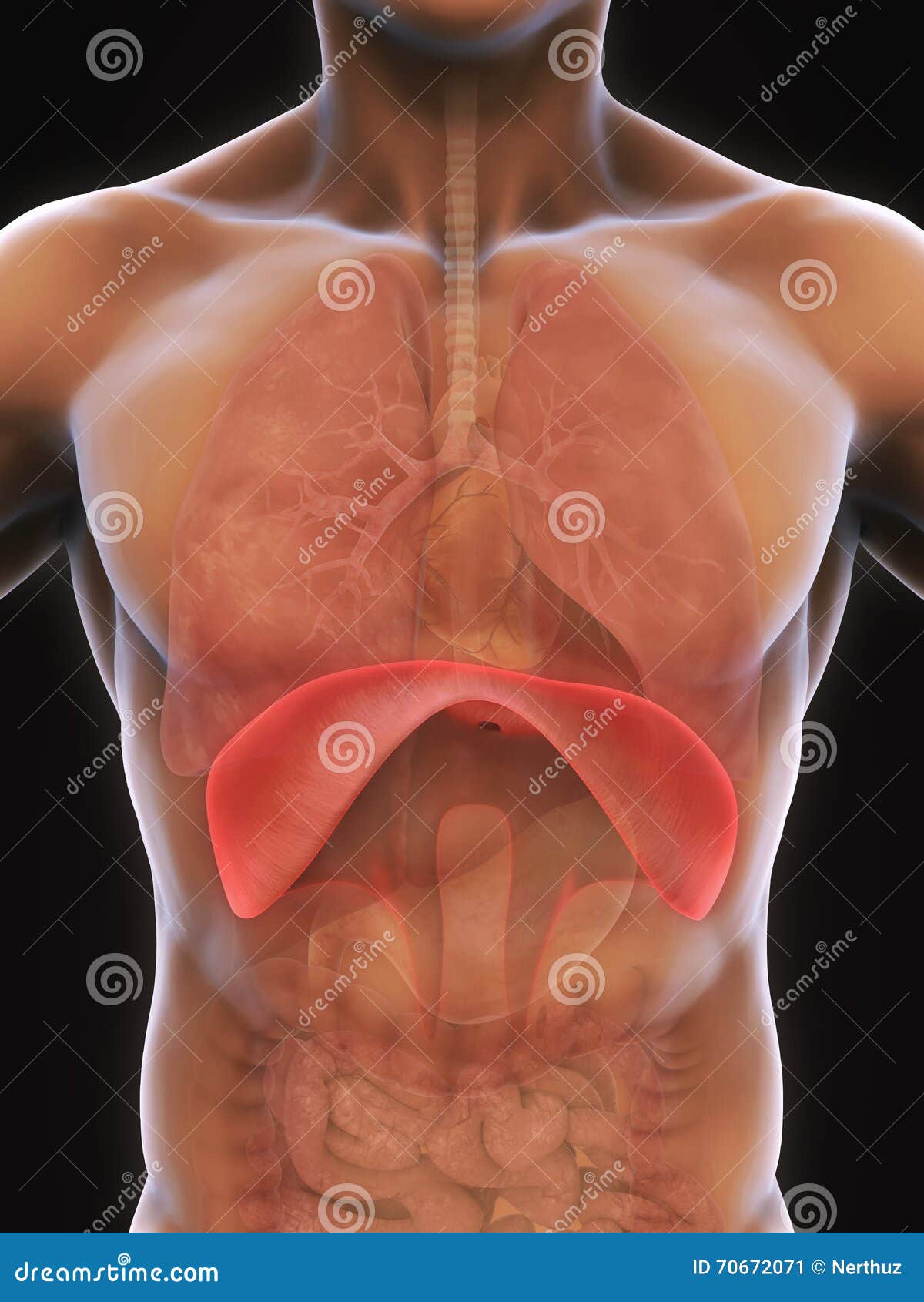 Human Diaphragm Anatomy stock illustration. Illustration of internal ...