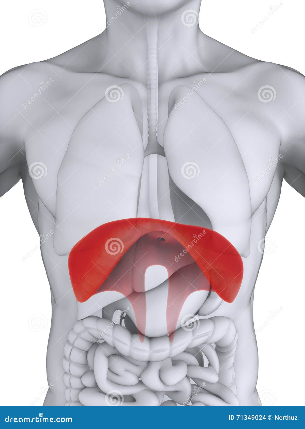 Human Diaphragm Anatomy stock illustration. Illustration of organ ...