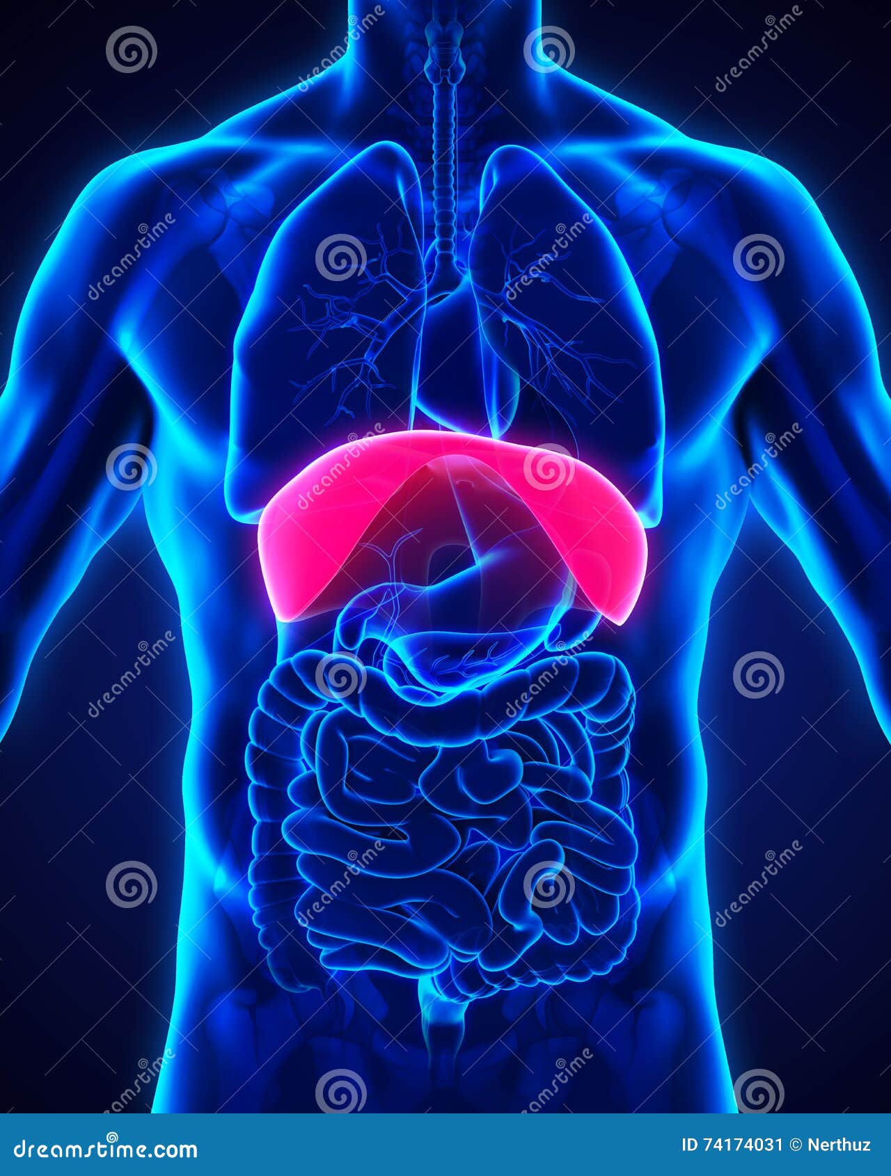 Human Diaphragm Anatomy stock illustration. Illustration of nasal ...