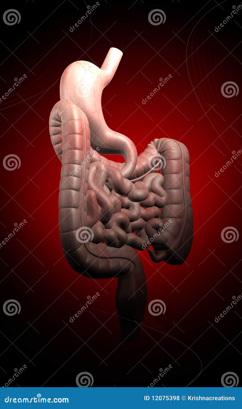 Human Digestive System Liver, Stomach, Intestine Anatomy Royalty-Free ...