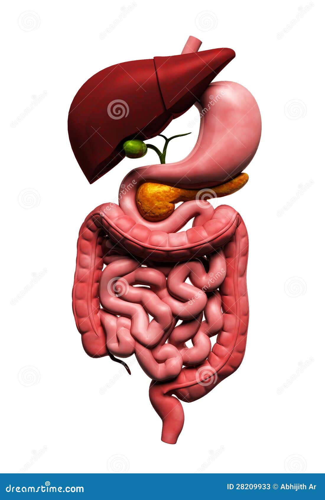 Human digestive system stock illustration. Illustration of simplified ...