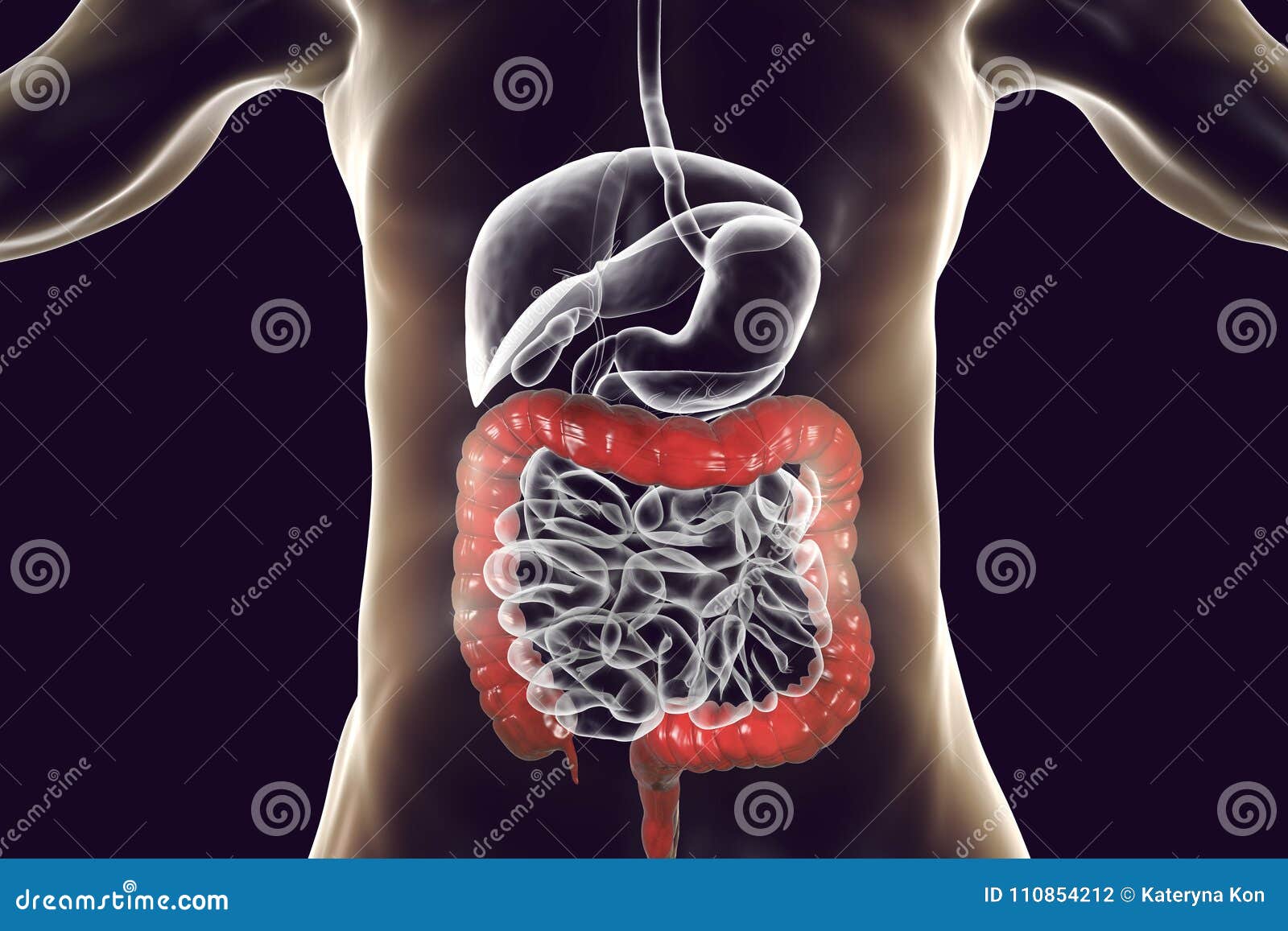 Human Digestive System Anatomy with Highlighted Large Intestine Stock ...