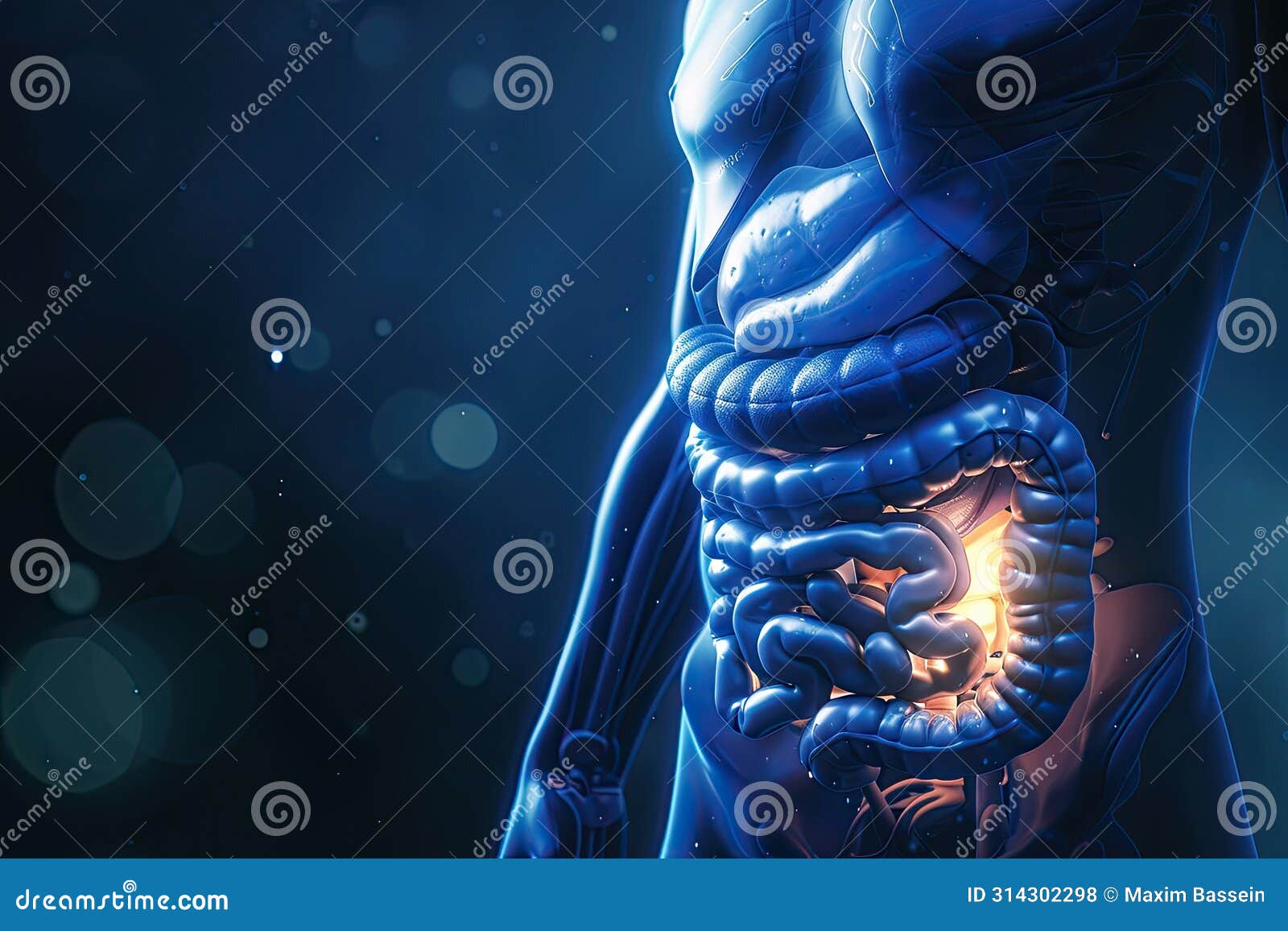 Human Digestive System Anatomy Stock Illustration - Illustration of ...