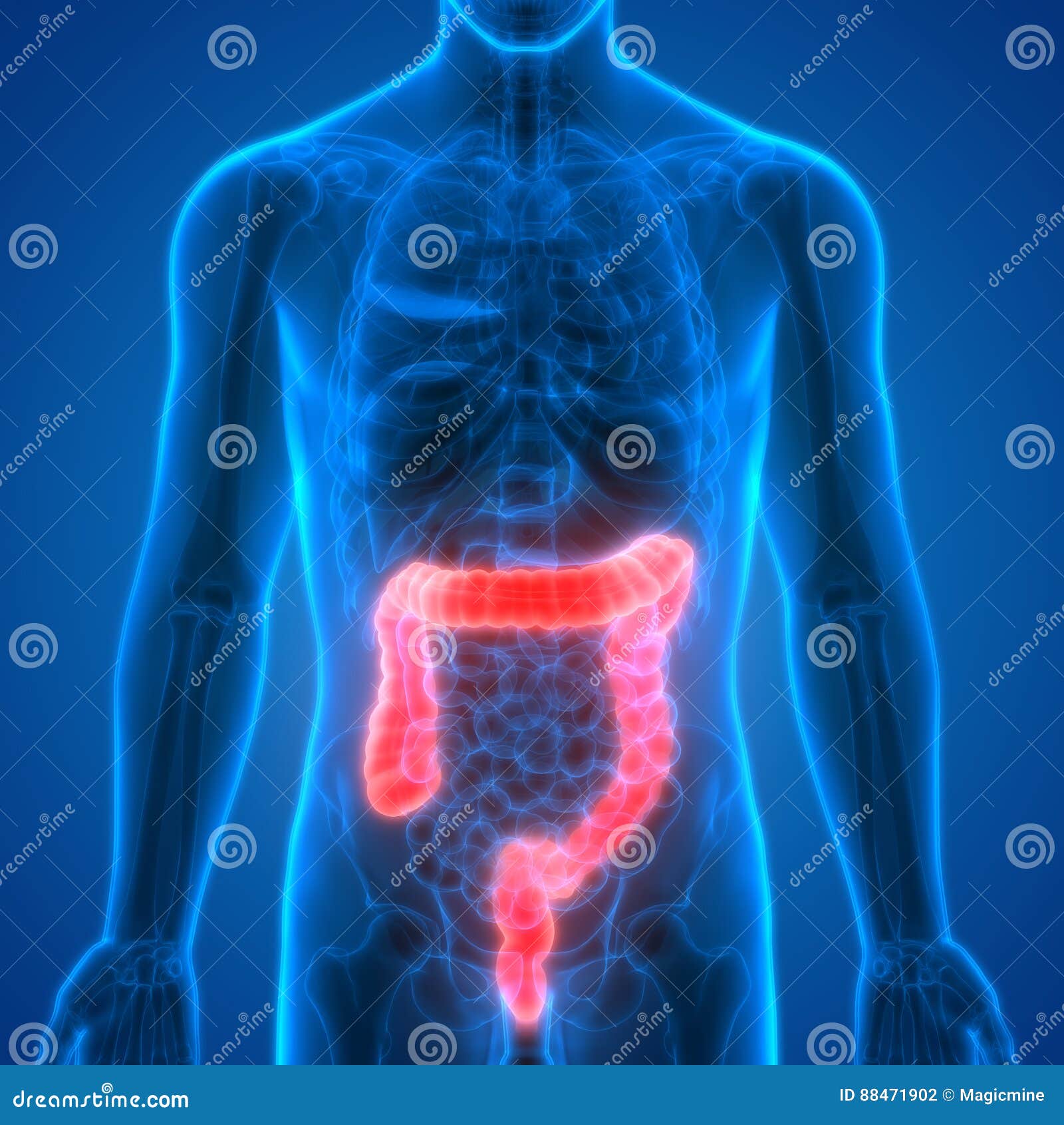 Human Digestive System Anatomy Large Intestine Stock Illustration ...