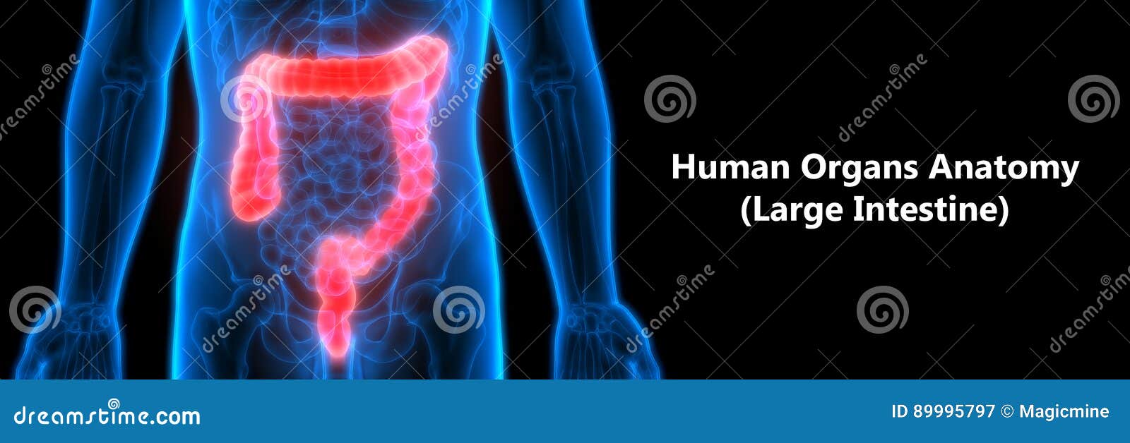 Human Digestive System Anatomy Large Intestine Stock Illustration ...