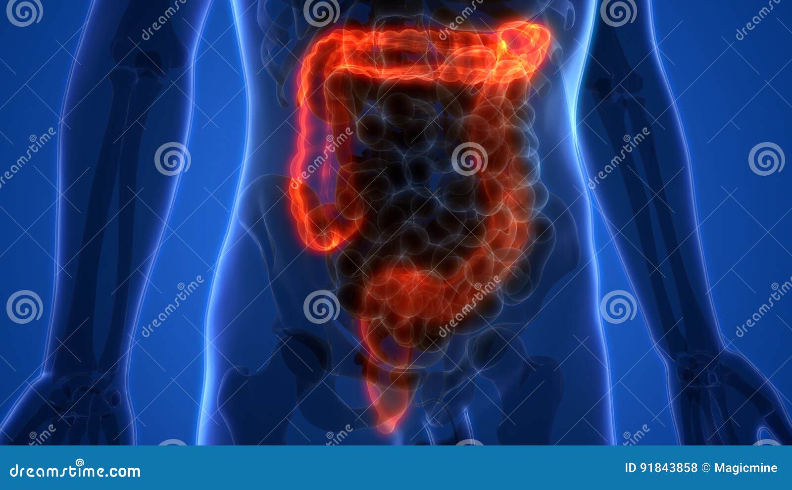 Human Digestive System Anatomy Large Intestine Stock Illustration ...
