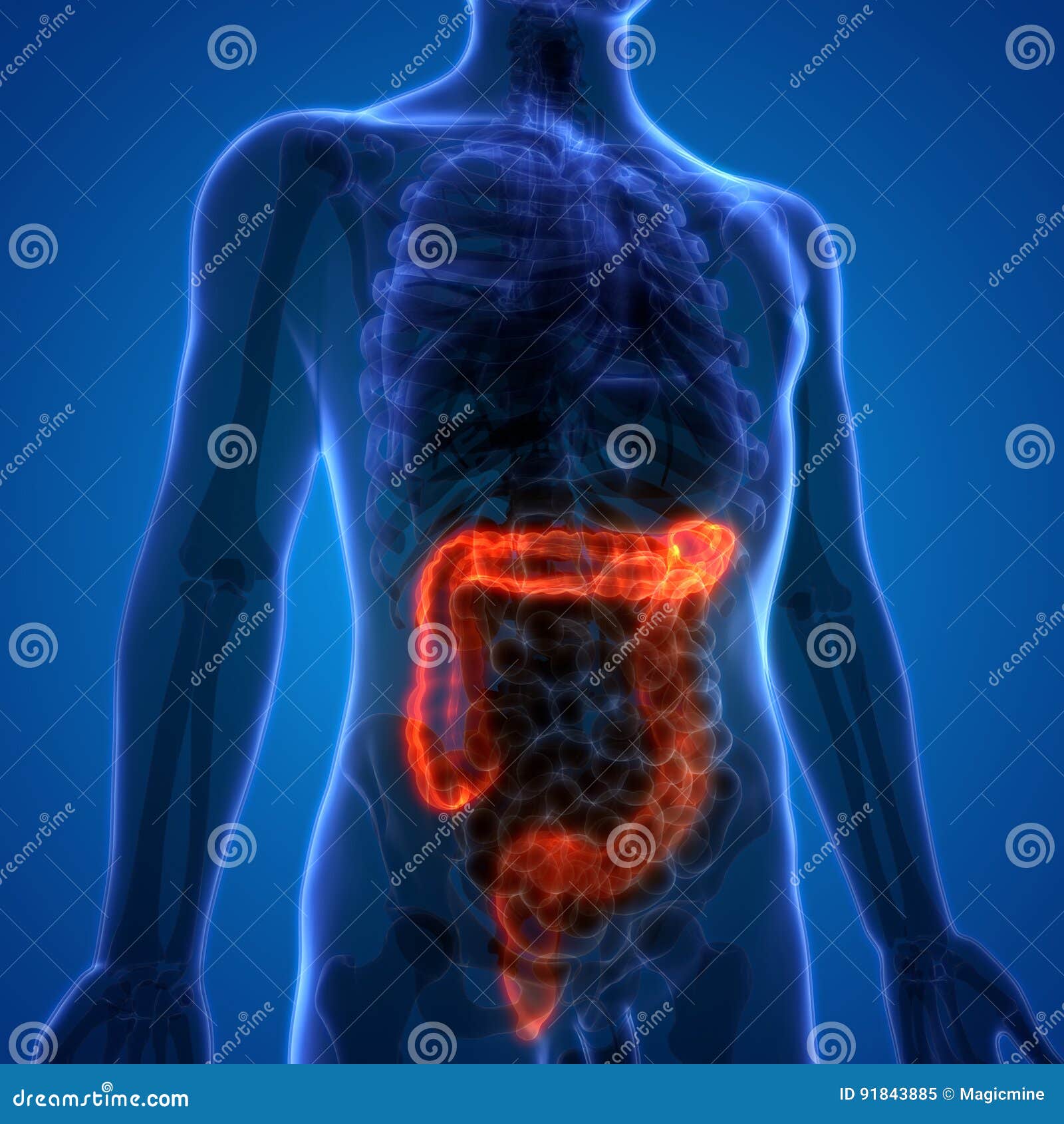 Human Digestive System Anatomy Large Intestine Stock Illustration ...