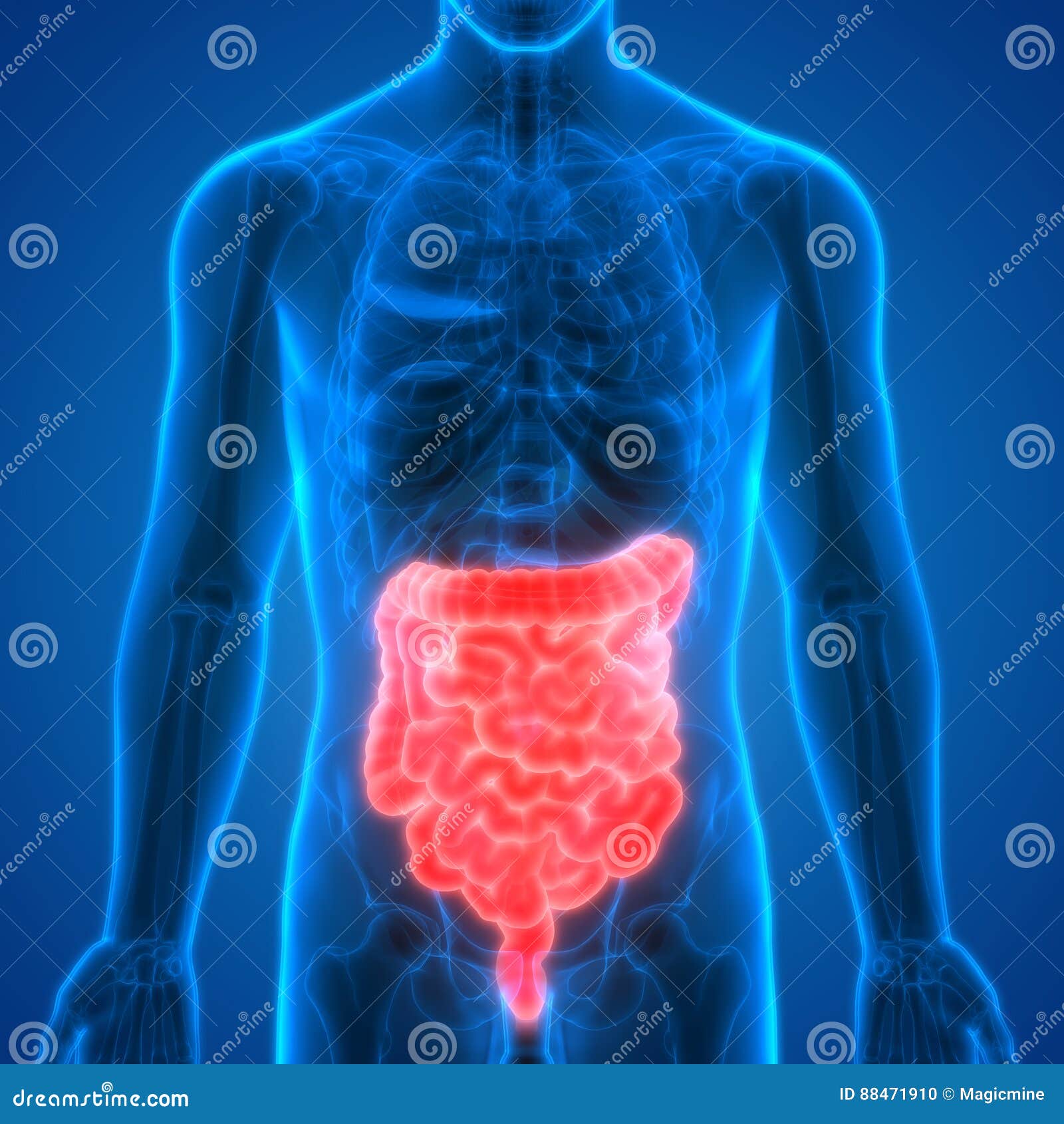 Anatomy Of The Large Intestine Colon - Cecum, Colon, Rectum, Anal Canal ...