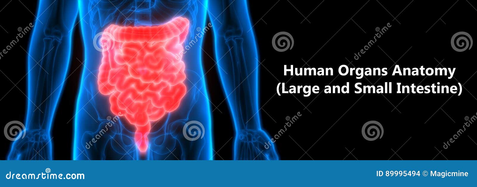 Human Digestive System Anatomy Large and Small Intestine Stock ...