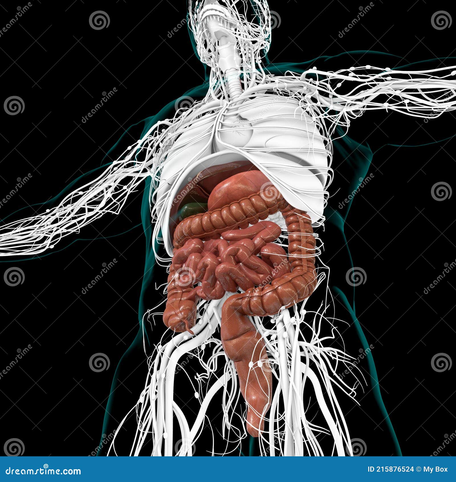 Human Digestive System Anatomy for Medical Concept 3D Stock ...
