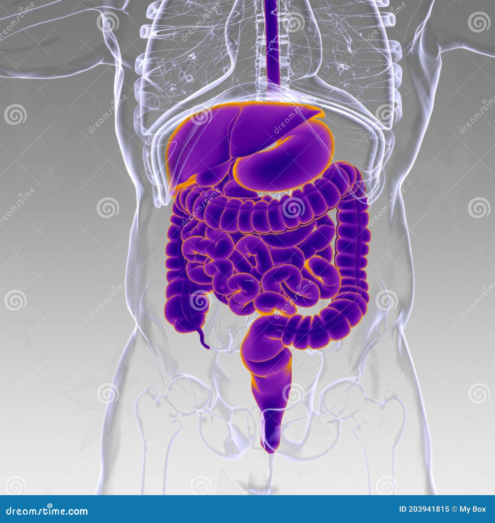 Human Digestive System Anatomy for Medical Concept 3D Rendering Stock ...