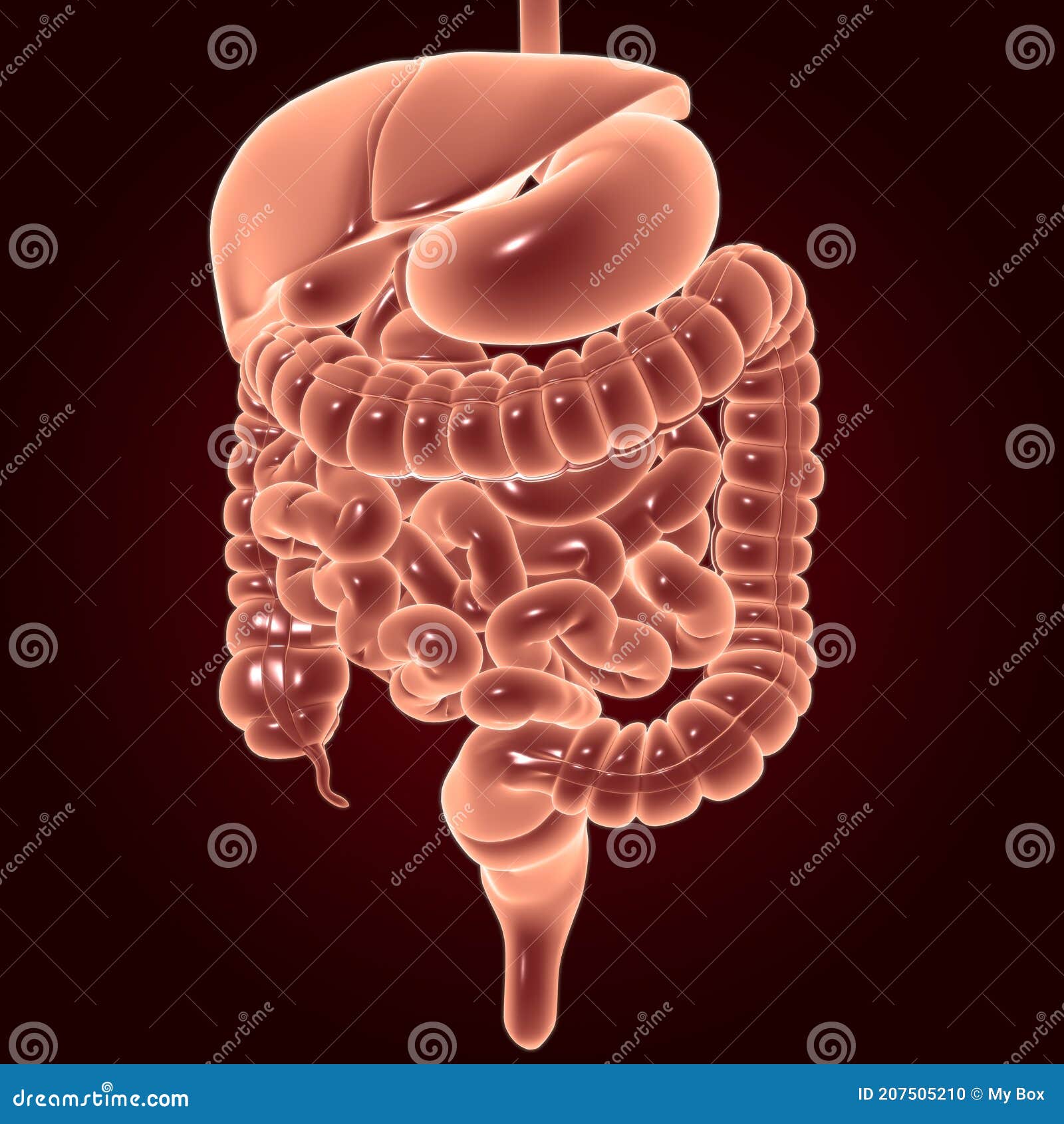 Human Digestive System Anatomy for Medical Concept 3D Rendering Stock ...