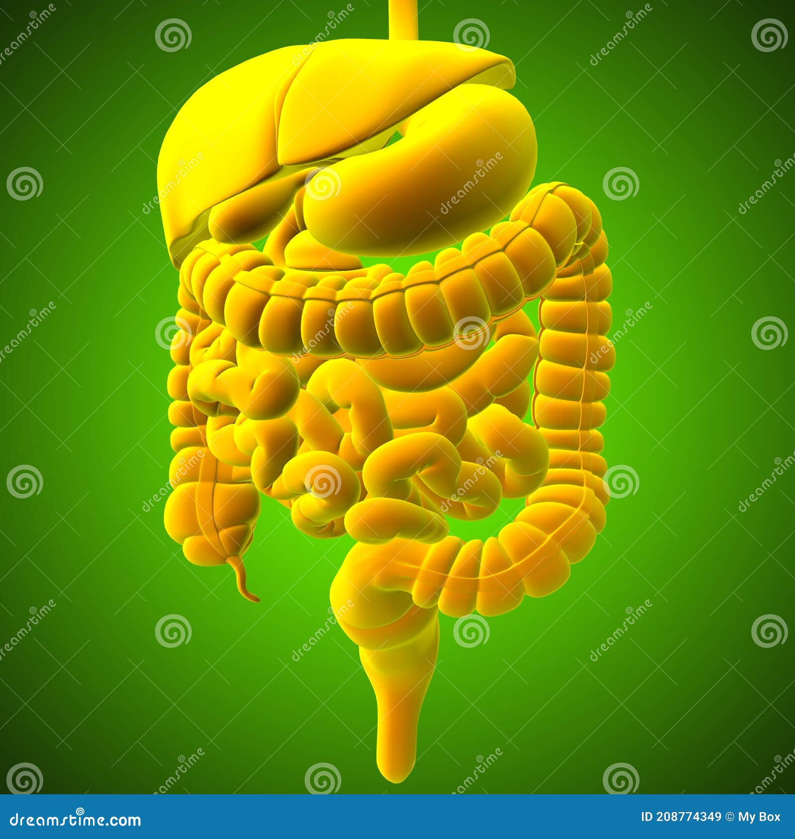 Human Digestive System Anatomy for Medical Concept 3D Rendering Stock ...