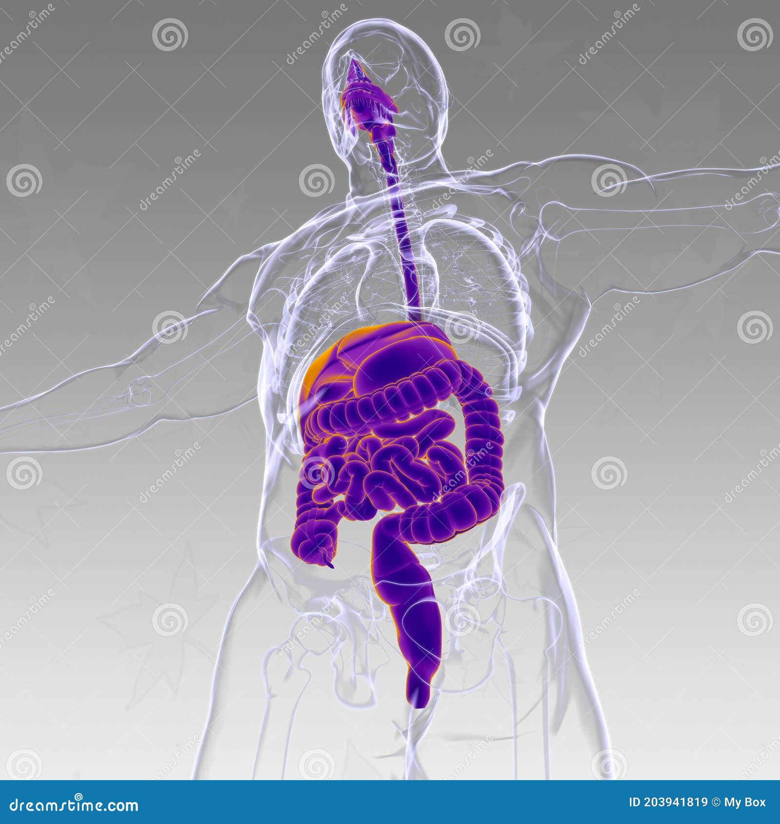 Human Digestive System Anatomy for Medical Concept 3D Rendering Stock ...