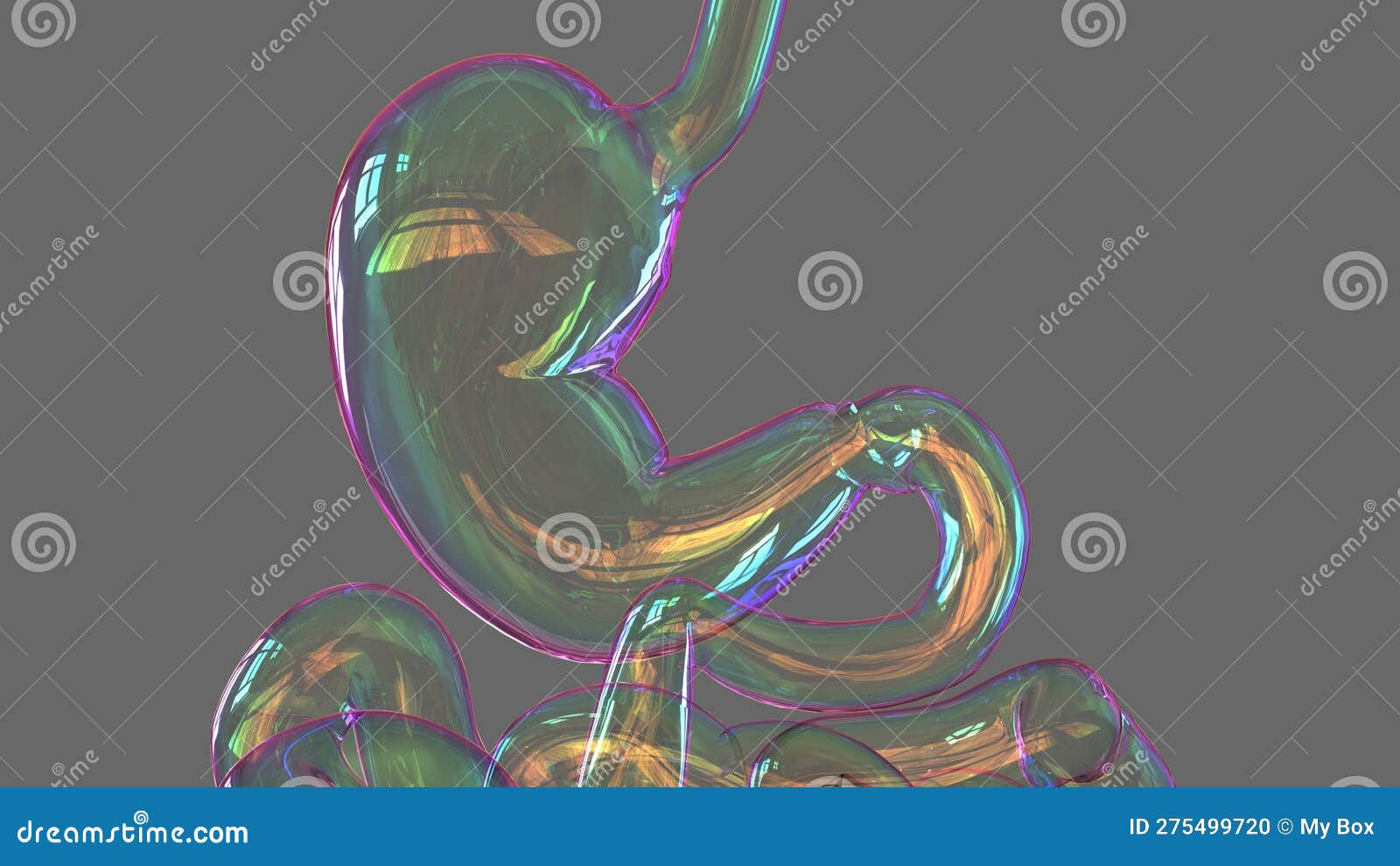 Human Digestive System Anatomy for Medical Concept 3D Rendering Stock ...