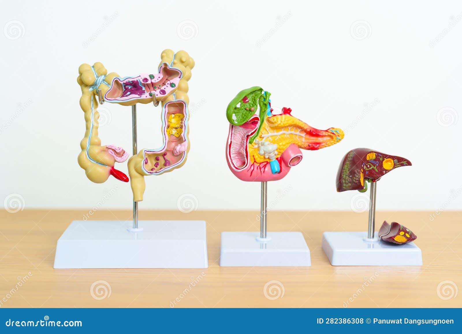 Cat Pancreas Anatomy - Felis Catus Anatomy - Isolated On White Stock ... Cat Pancreas Anatomy - Felis Catus Anatomy - Isolated On White Stock ...