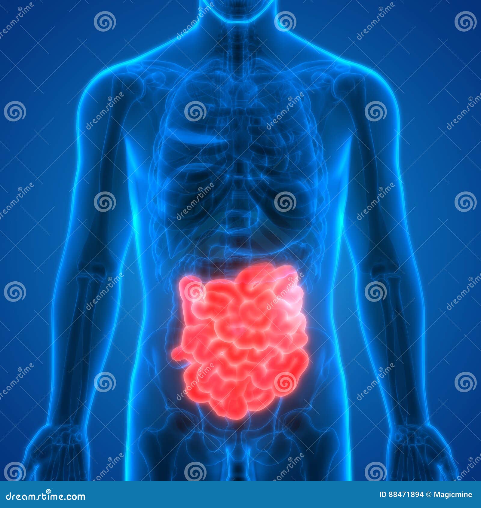 Human Digestive System Anatomy Small Intestine Royalty-Free Stock Image ...