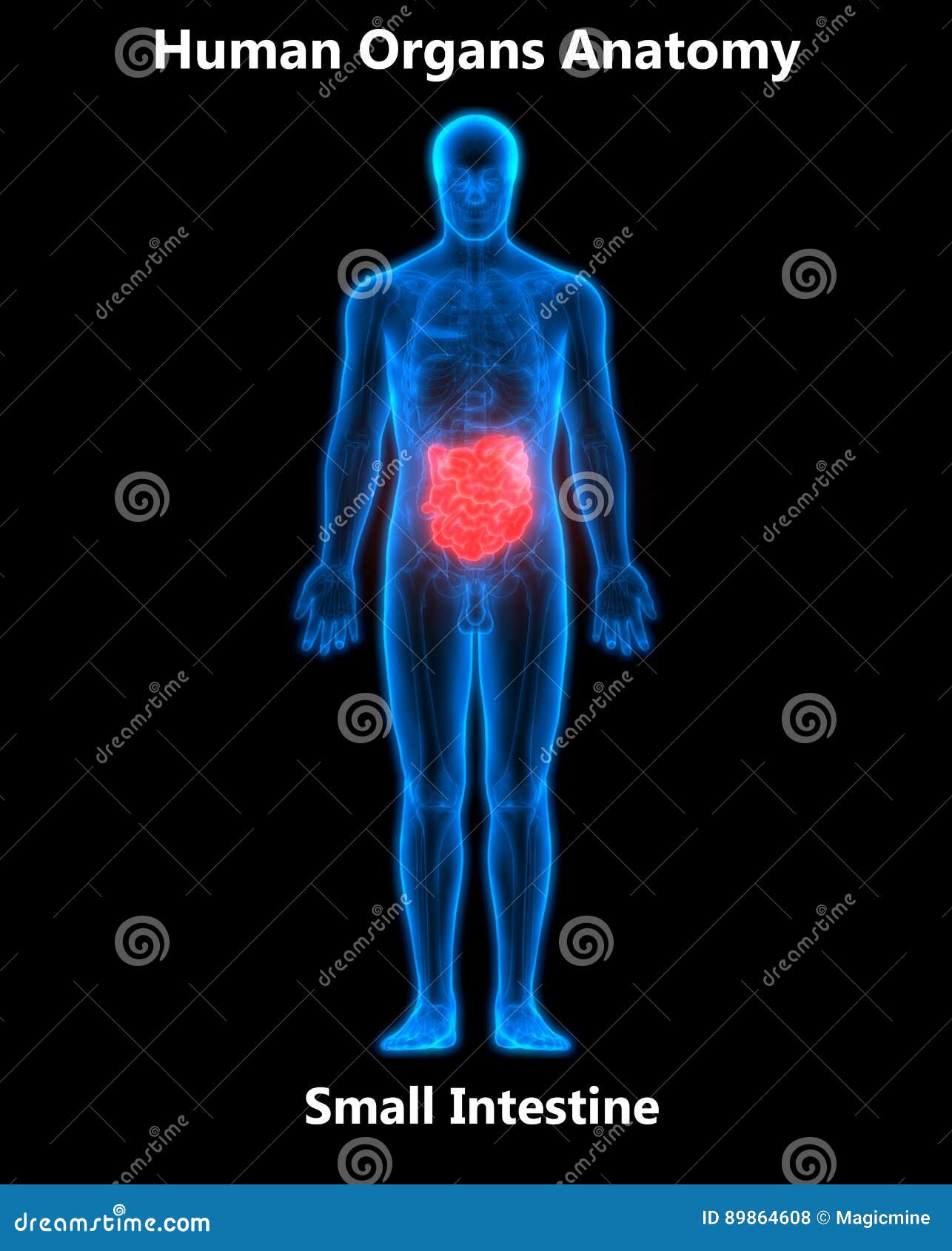 Human Small Intestine Anatomy