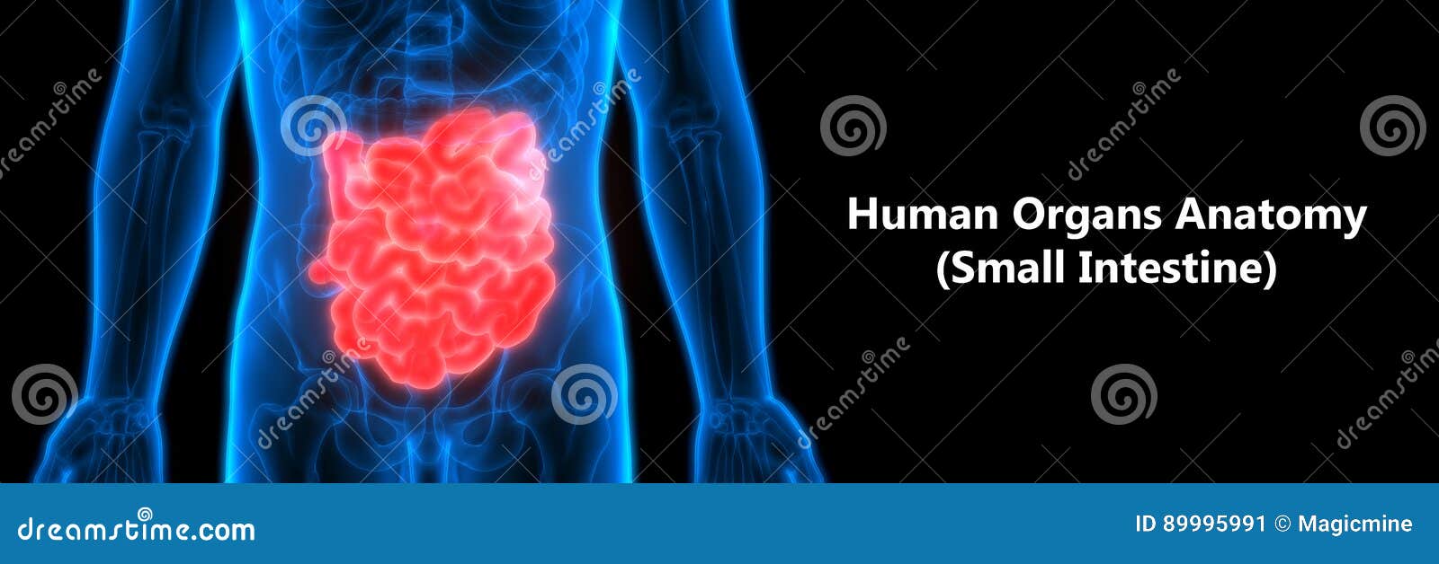 Human Digestive System Anatomy Small Intestine Stock Illustration ...