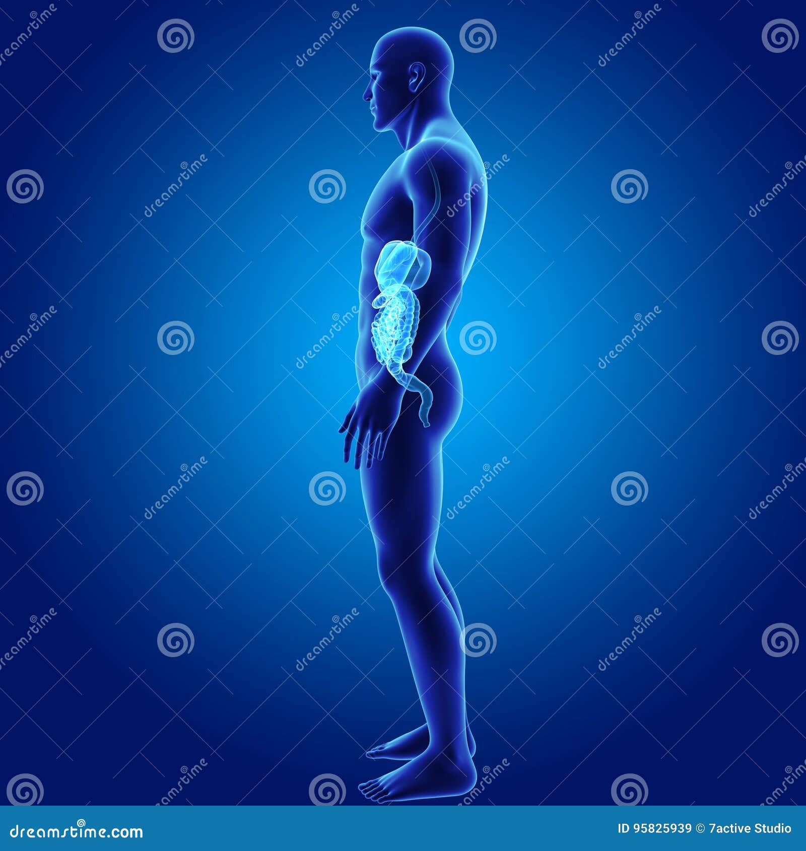 Human Digestive System with Body Lateral View Stock Illustration ...