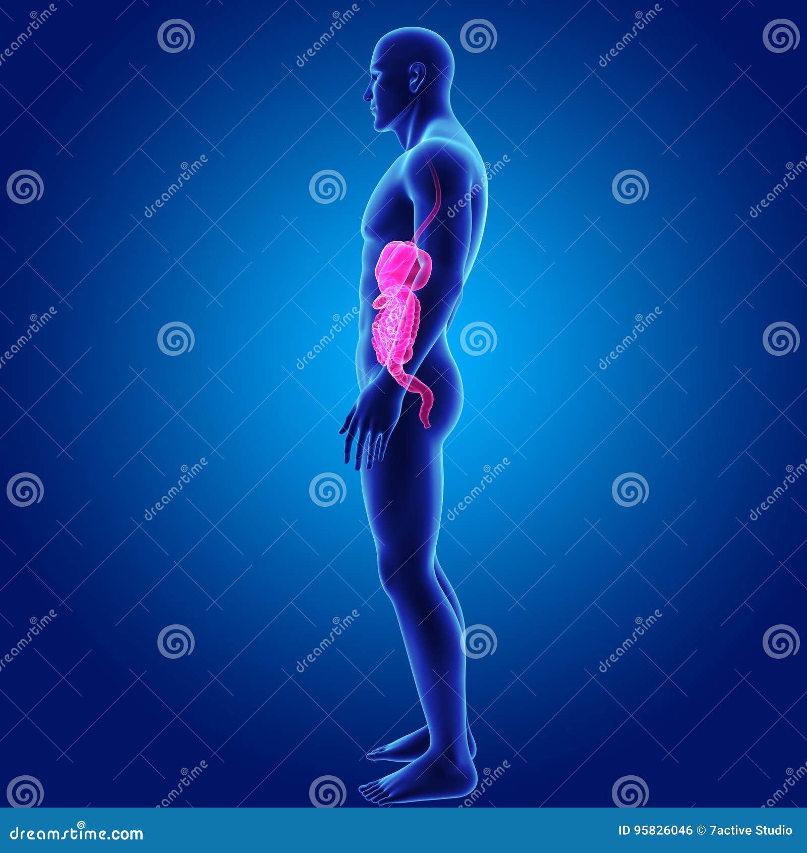 Human Digestive System with Body Lateral View Stock Illustration ...