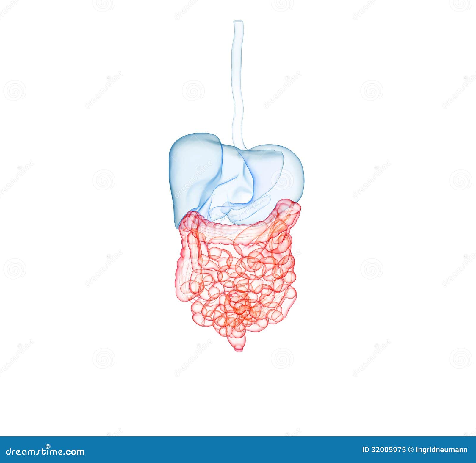 Human Digestive System. Colon Stock Illustration - Illustration of ...