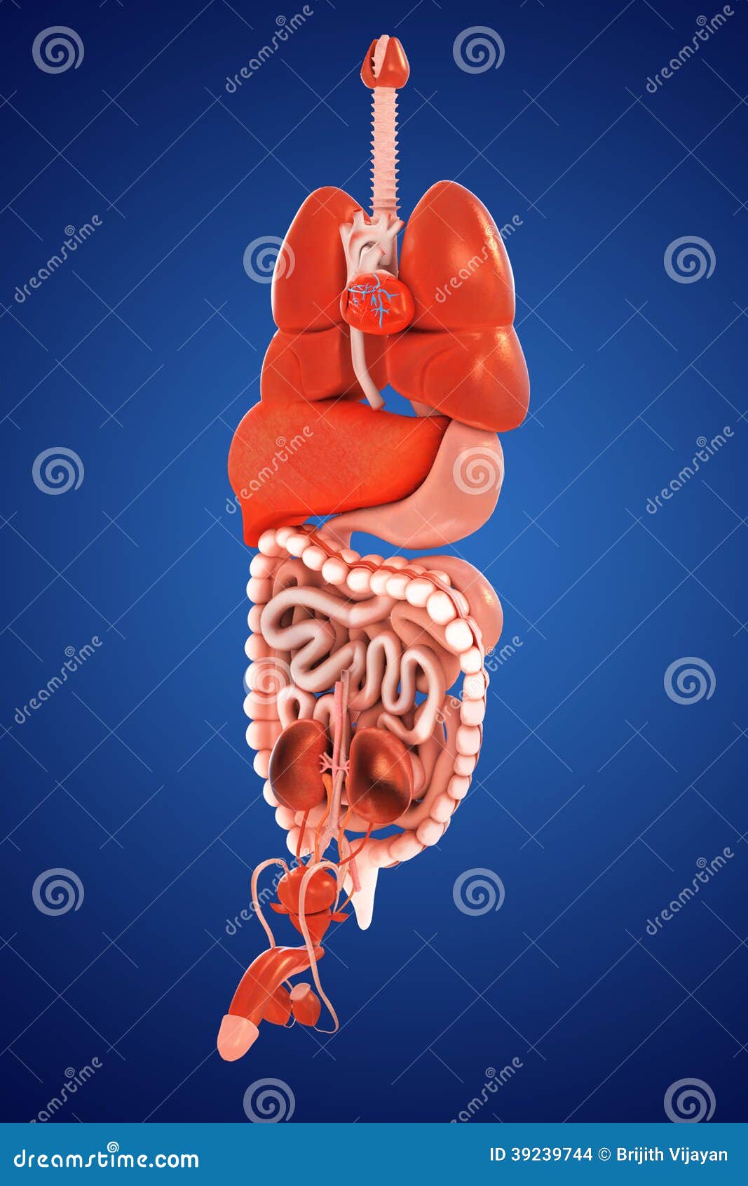 Human digestive system stock illustration. Illustration of abdomen ...