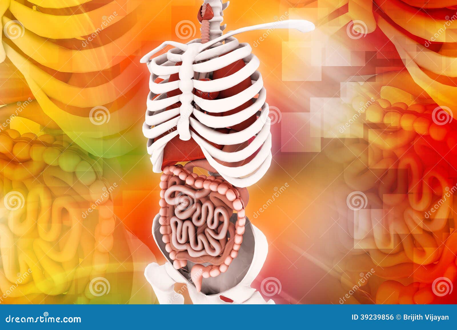 Human digestive system stock illustration. Illustration of illustrative ...