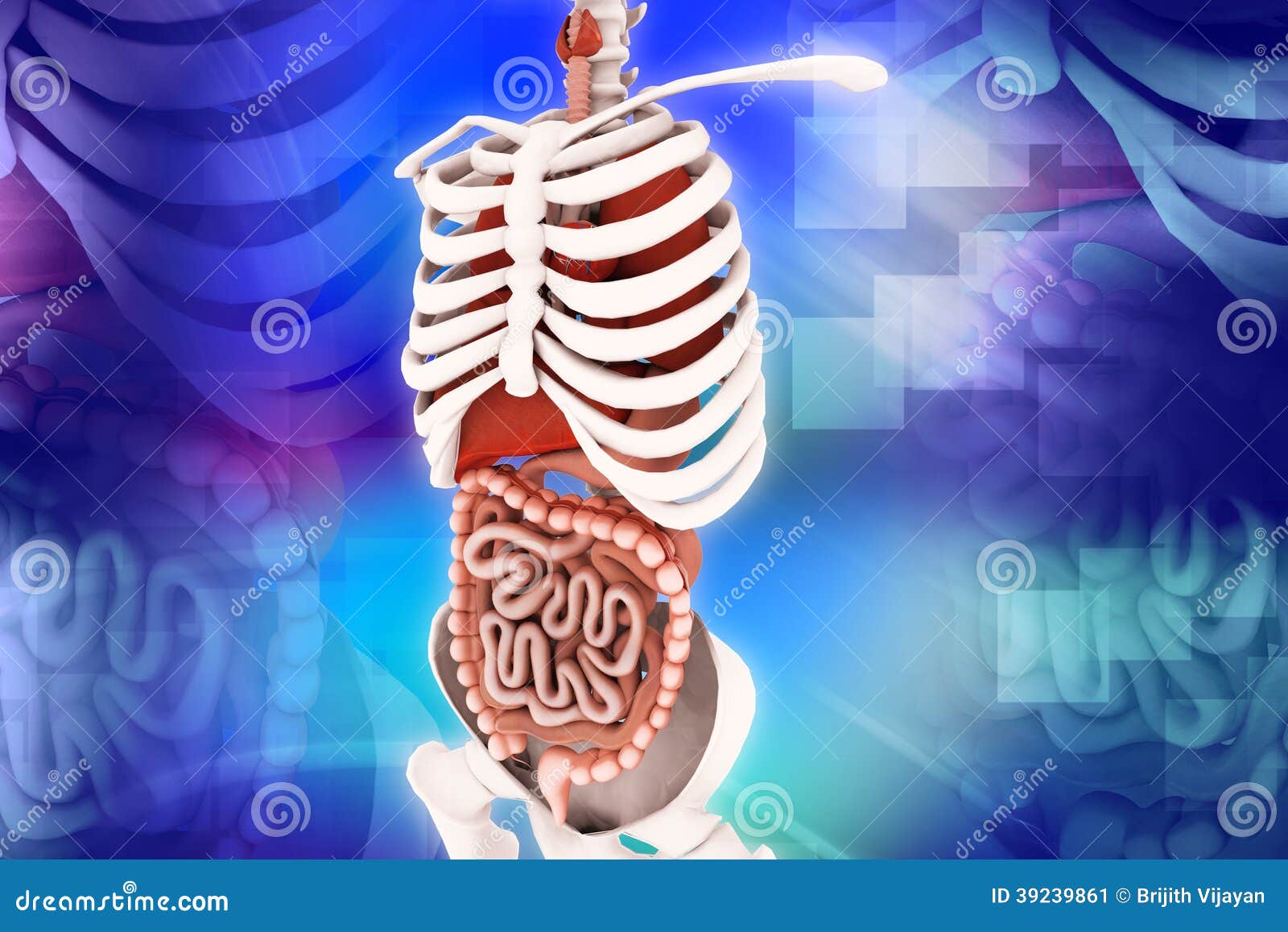 Human digestive system stock image. Image of stomach - 39239861