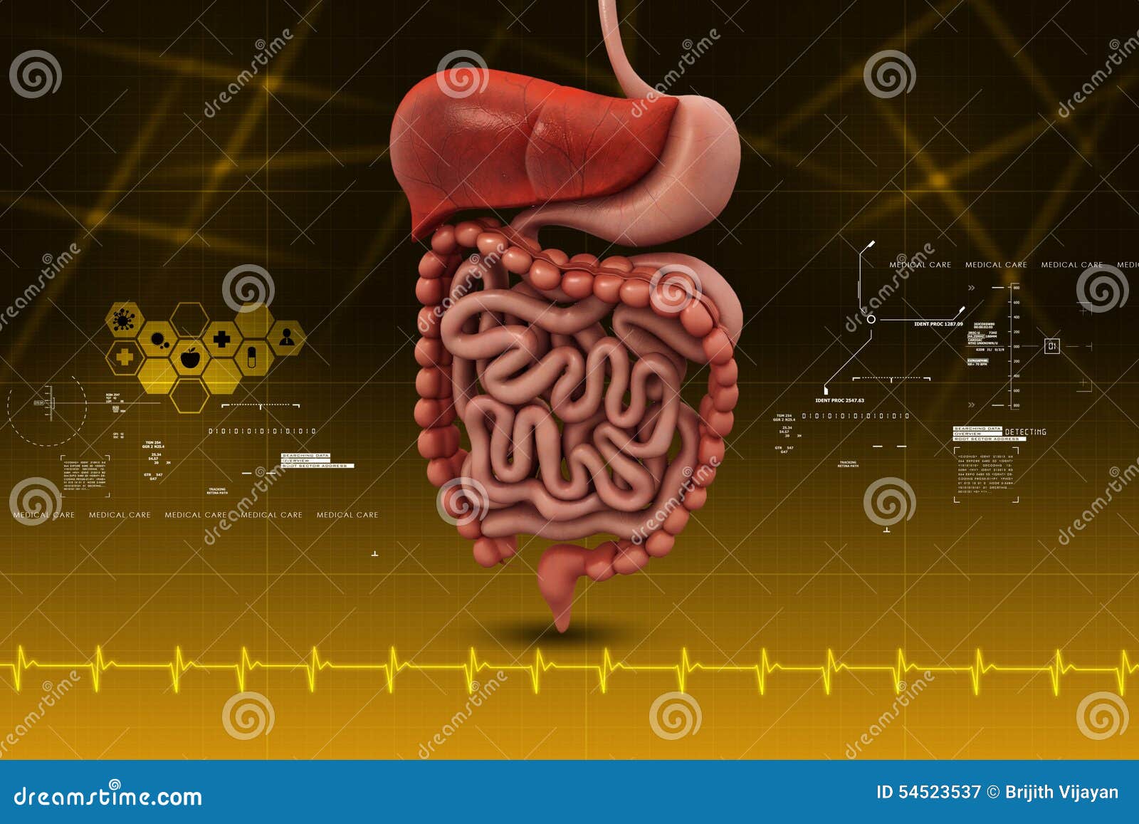 Human digestive system stock image. Image of liver, abdomen - 54523537