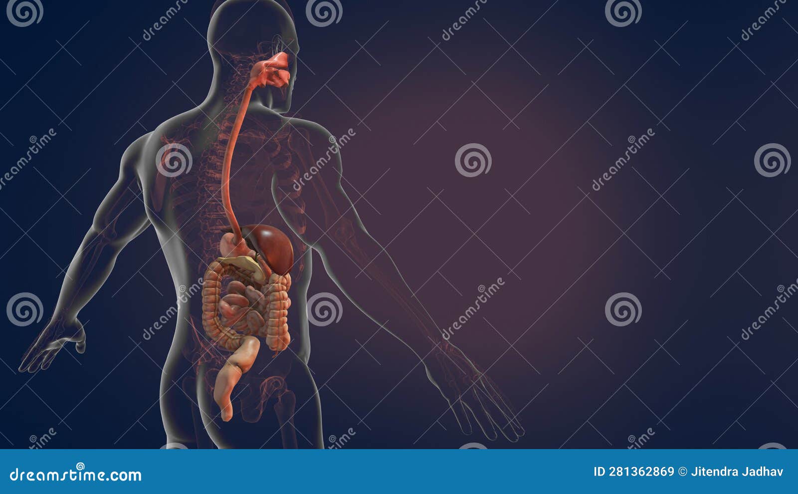 Anatomy of Human Digestive System 3D Illustration Stock Illustration ...