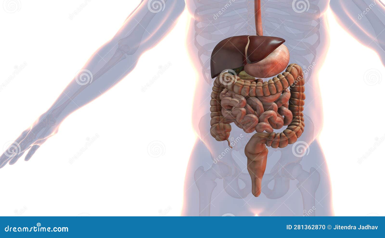 Anatomy of Human Digestive System 3D Illustration Stock Illustration ...