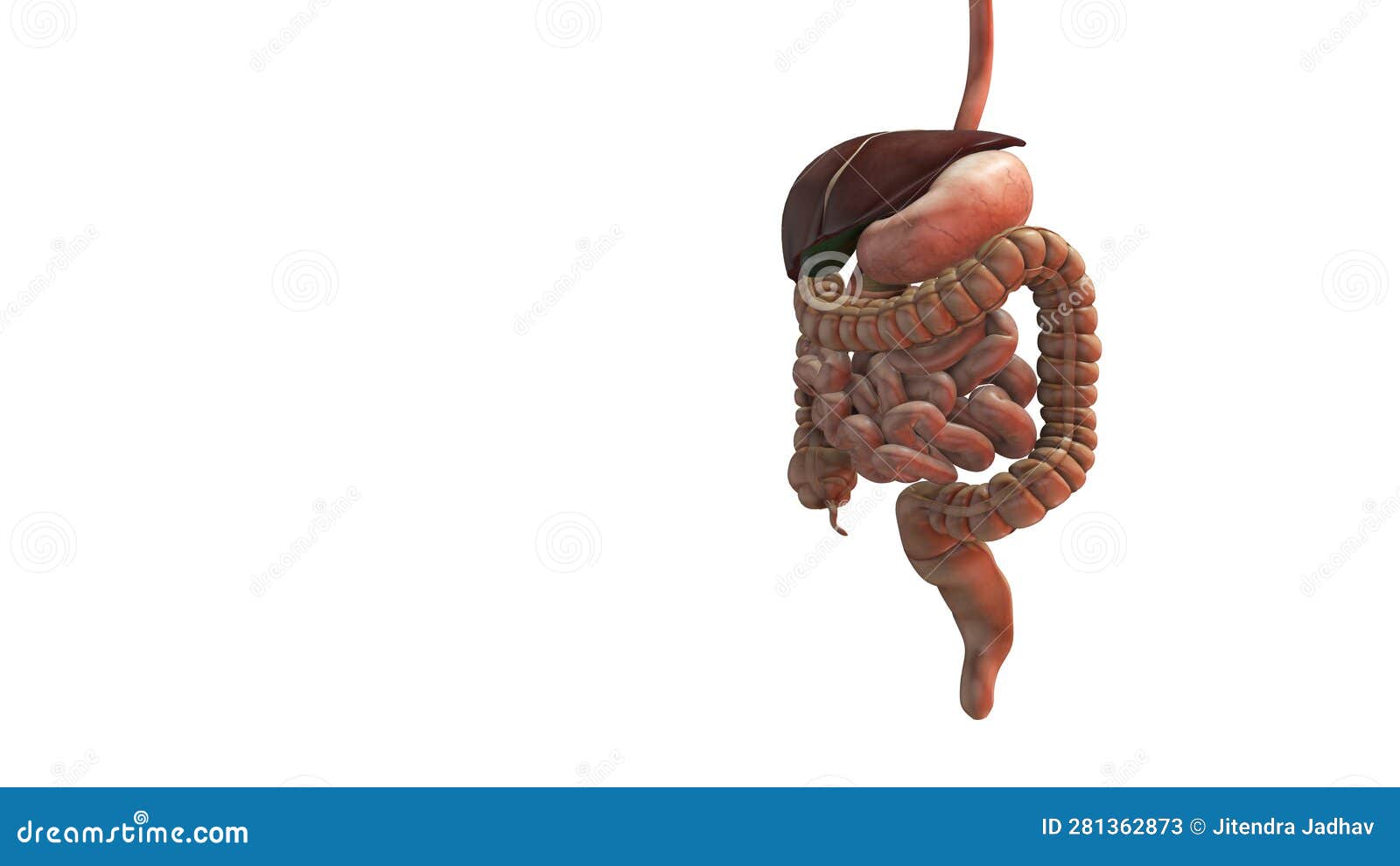 Anatomy Of Human Digestive System 3D Illustration Stock Image ...
