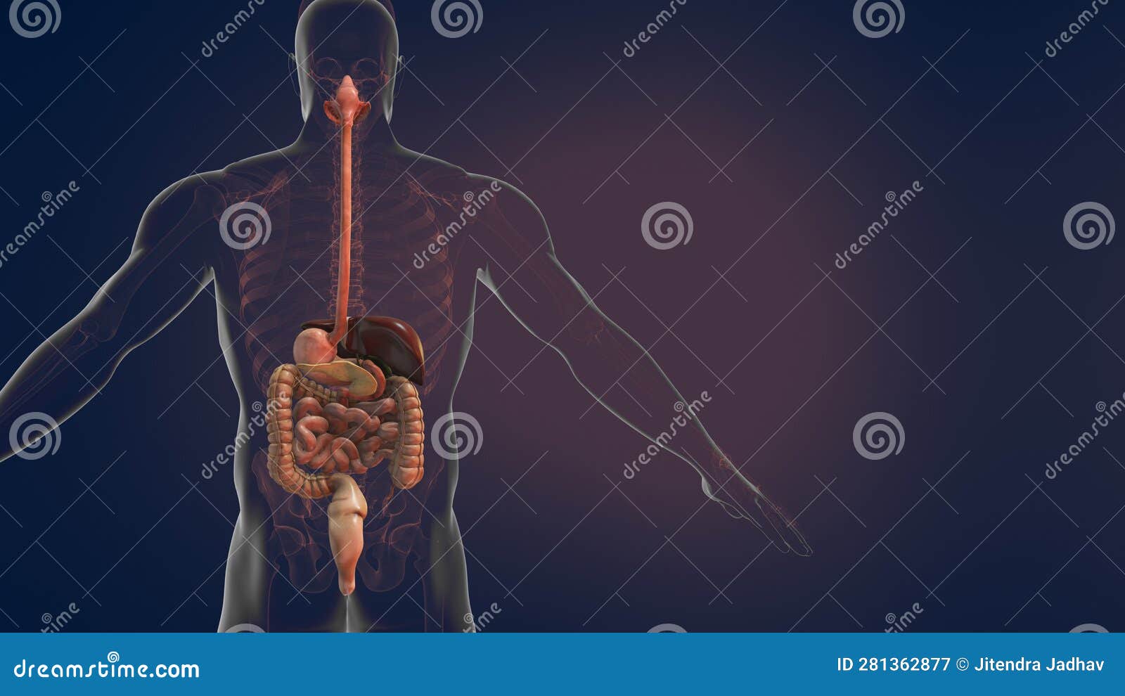 Anatomy Of Human Digestive System 3D Illustration Royalty-Free Stock ...