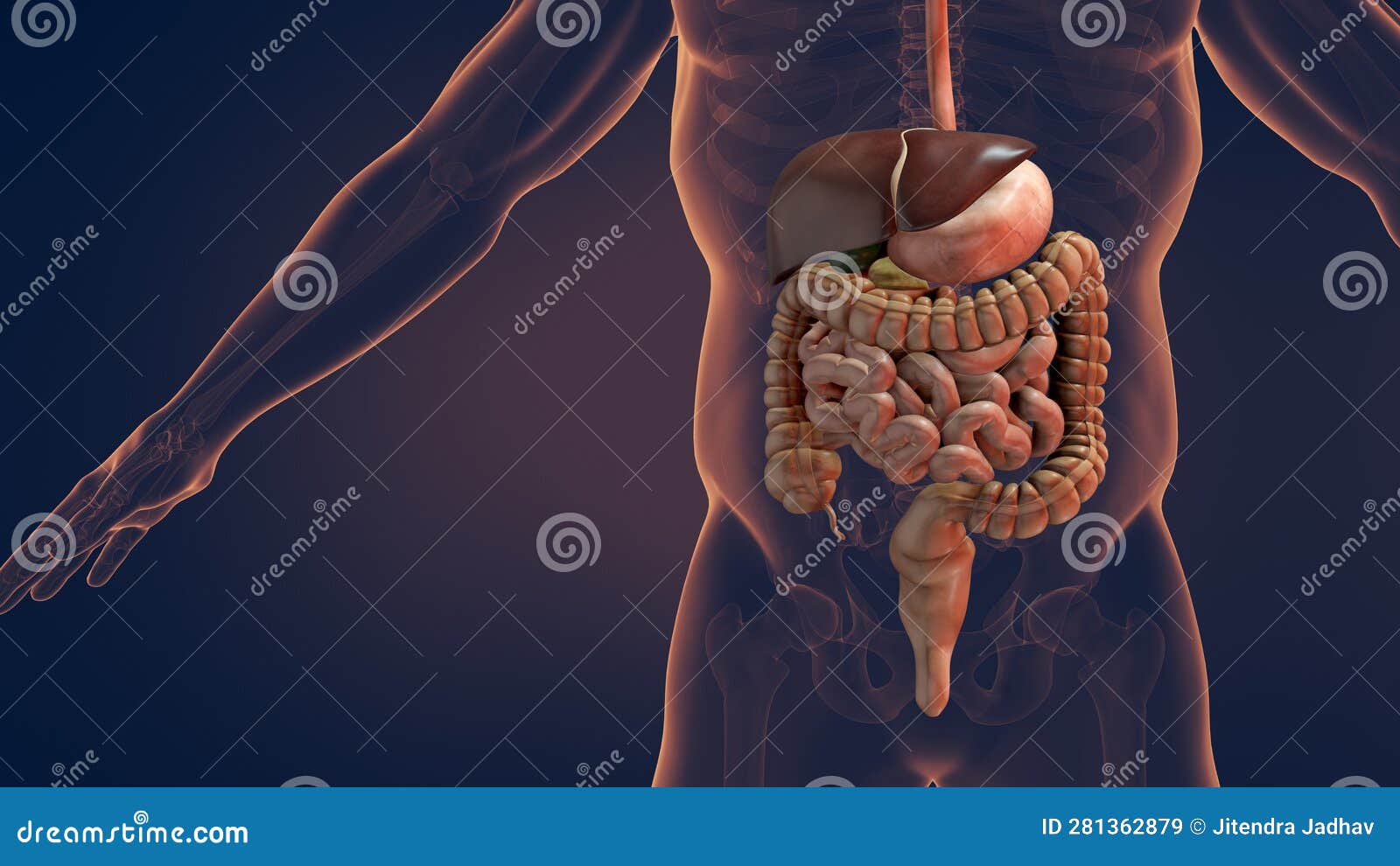 Anatomy of Human Digestive System 3D Illustration Stock Illustration ...