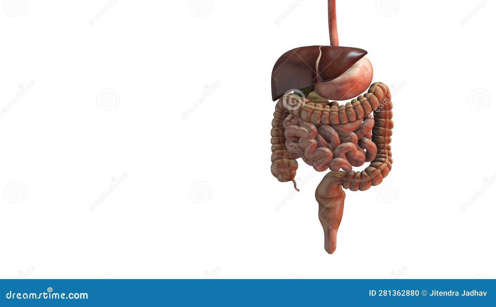 Anatomy Of Human Digestive System 3D Illustration Stock Photography ...
