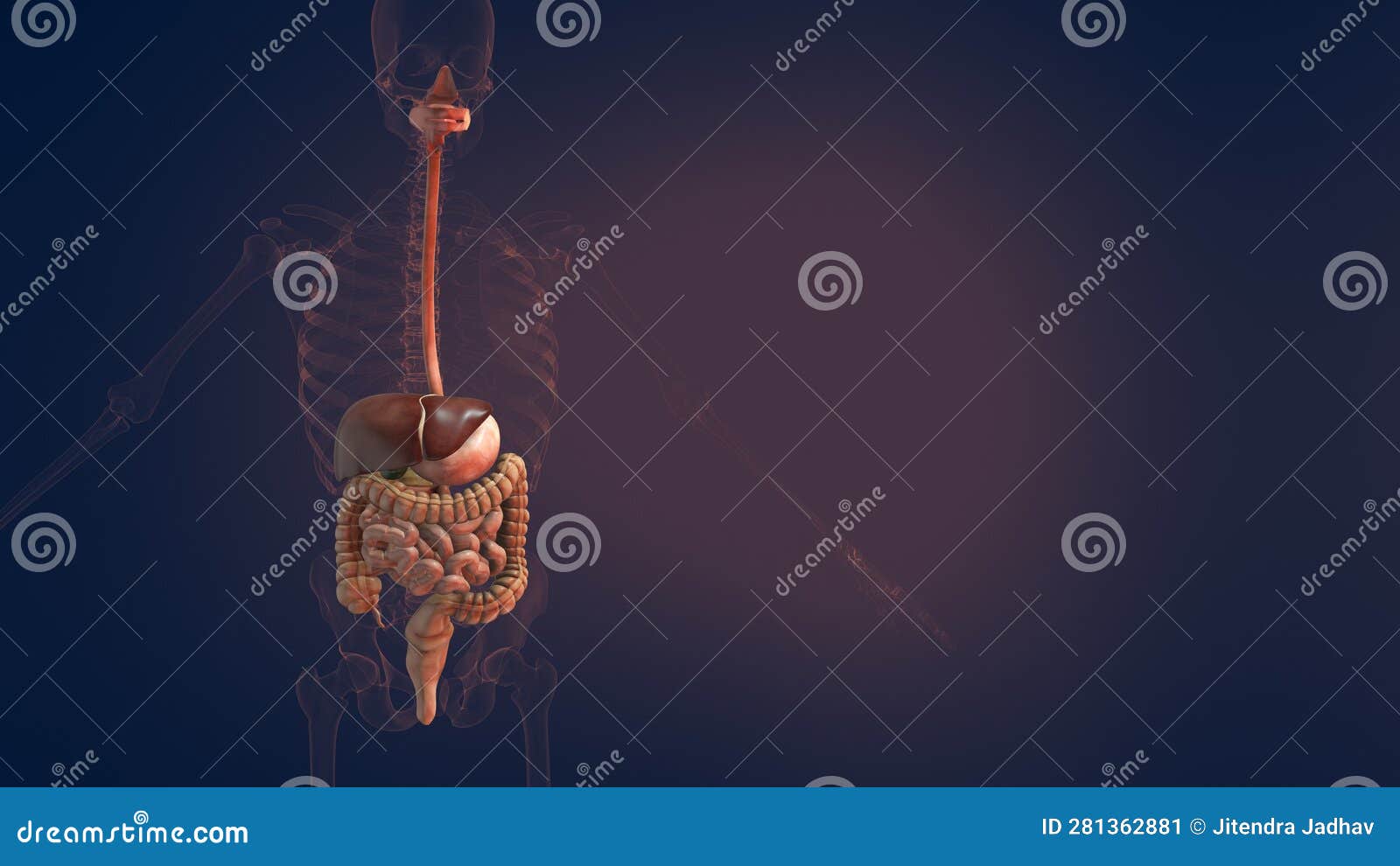 Anatomy of Human Digestive System 3D Illustration Stock Illustration ...