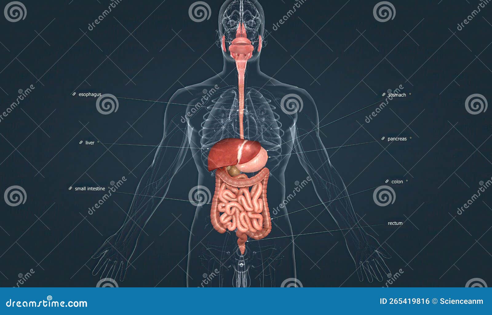 The Human Digestive System Consists of the Gastrointestinal Tract and ...
