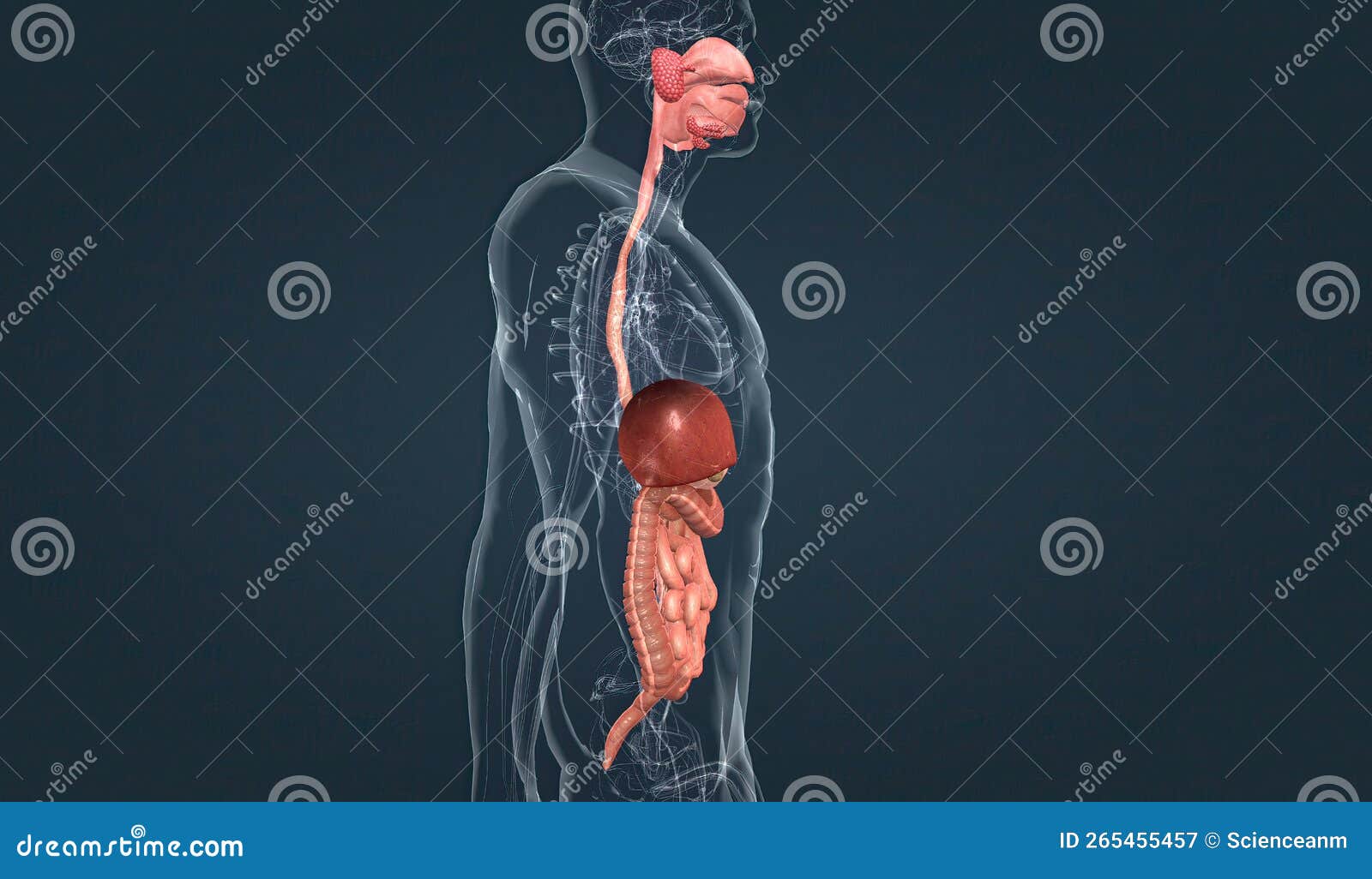 The Human Digestive System Consists of the Gastrointestinal Tract and ...