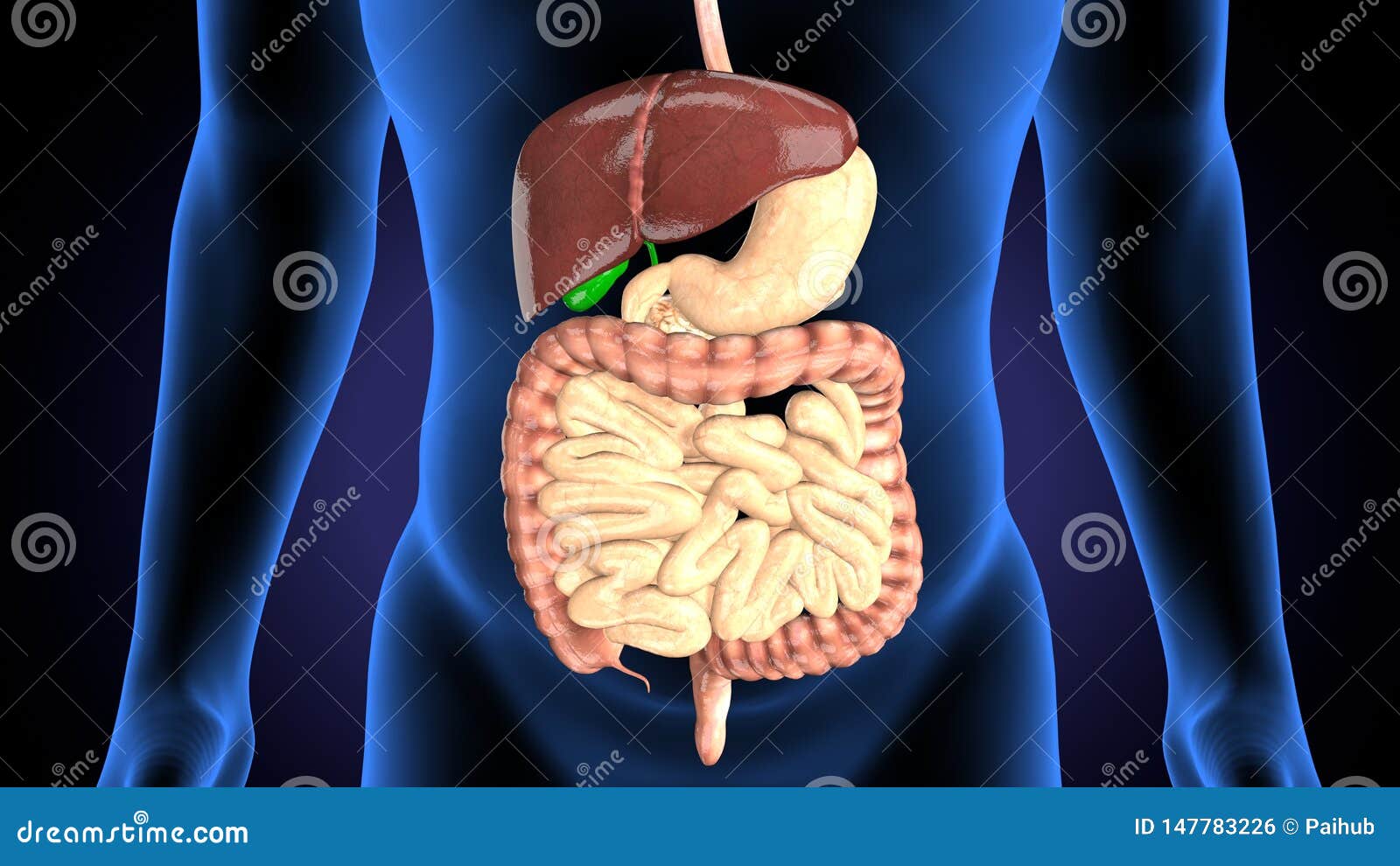 3d Rendered Medically Accurate Illustration of a Mans Digestive System ...