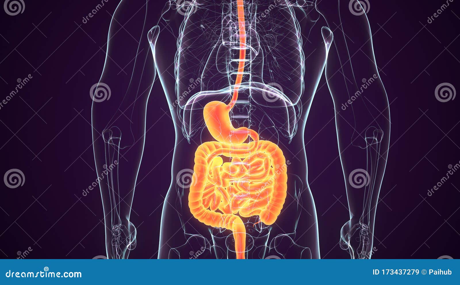 3d Rendered Anatomy Illustration of a Human Body with Digestive System ...