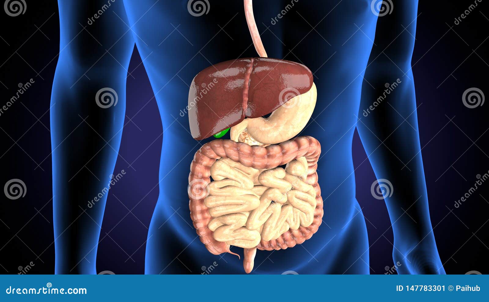 An Old Mans Digestive System Stock Illustration | CartoonDealer.com ...