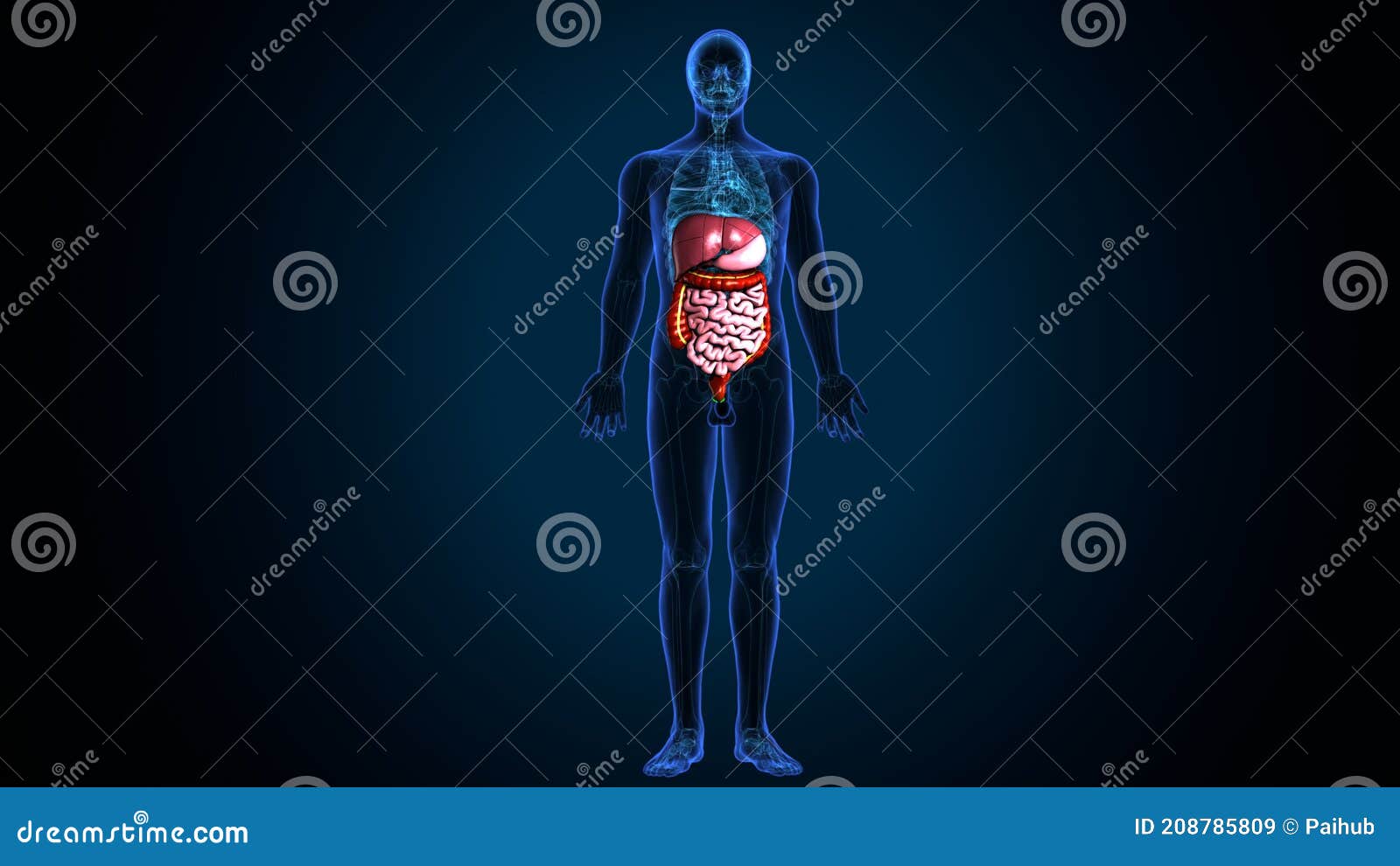 3d Illustration of Human Body Stomach Digestive System Anatomy. Stock ...
