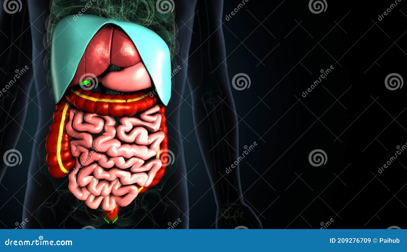 3d Illustration of Human Body Stomach Digestive System Anatomy. Stock ...
