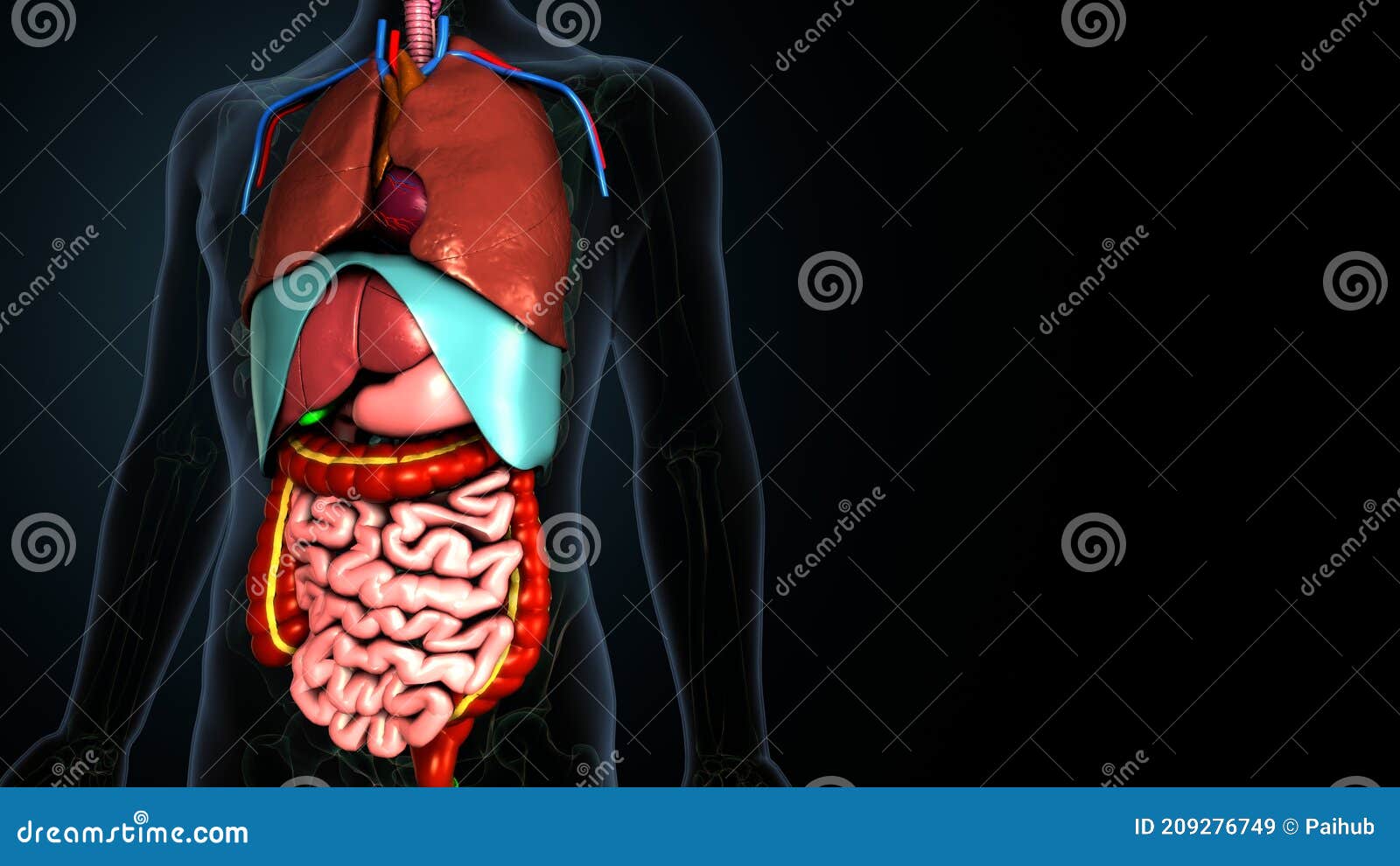 Cephalic Phase Stock Illustrations – 19 Cephalic Phase Stock ...