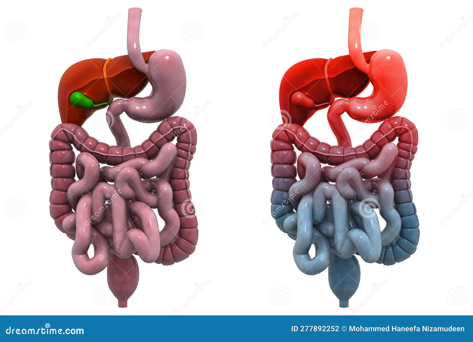 Human digestive system stock illustration. Illustration of healthcare ...