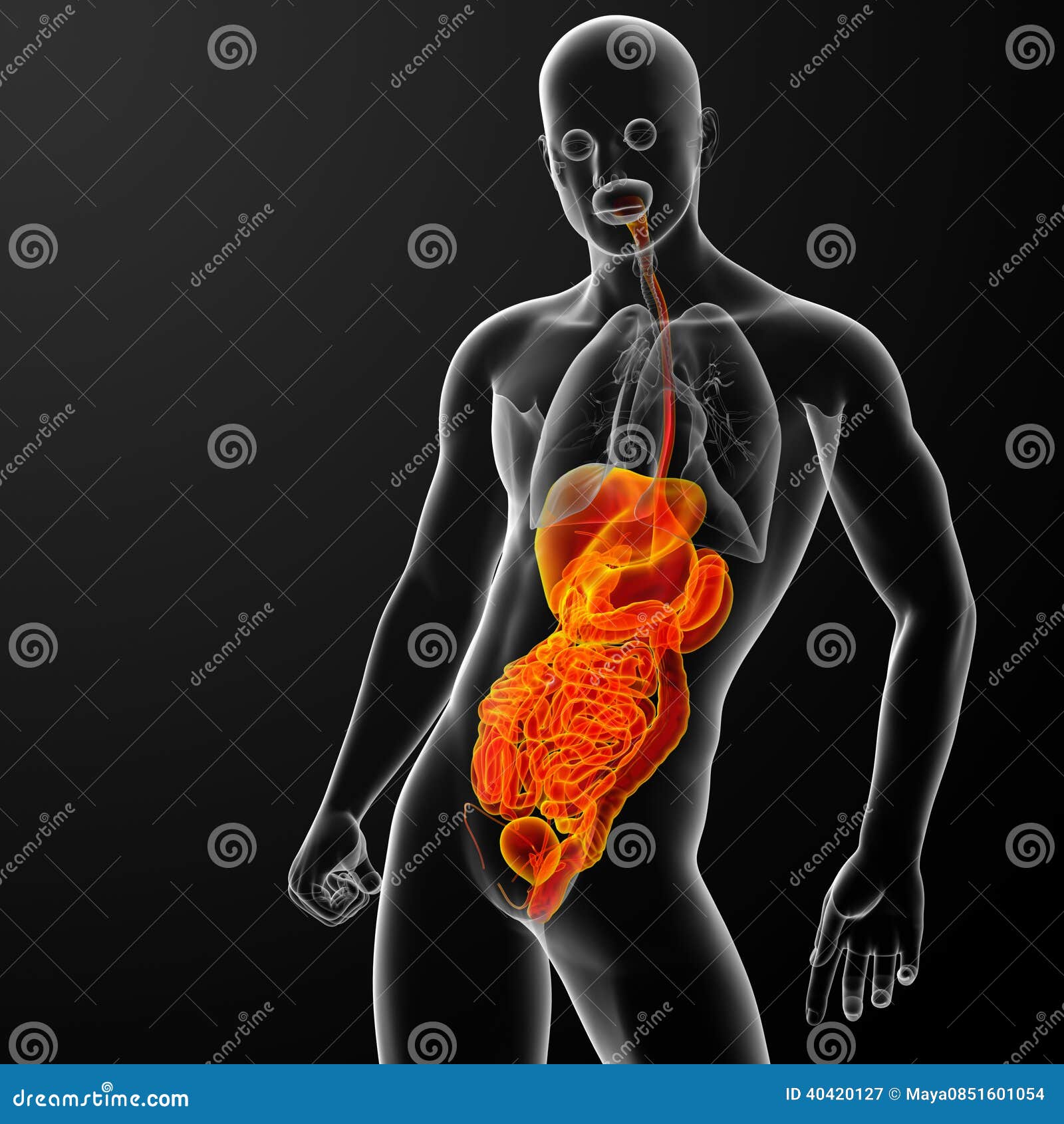 Human digestive system stock illustration. Illustration of stomach ...