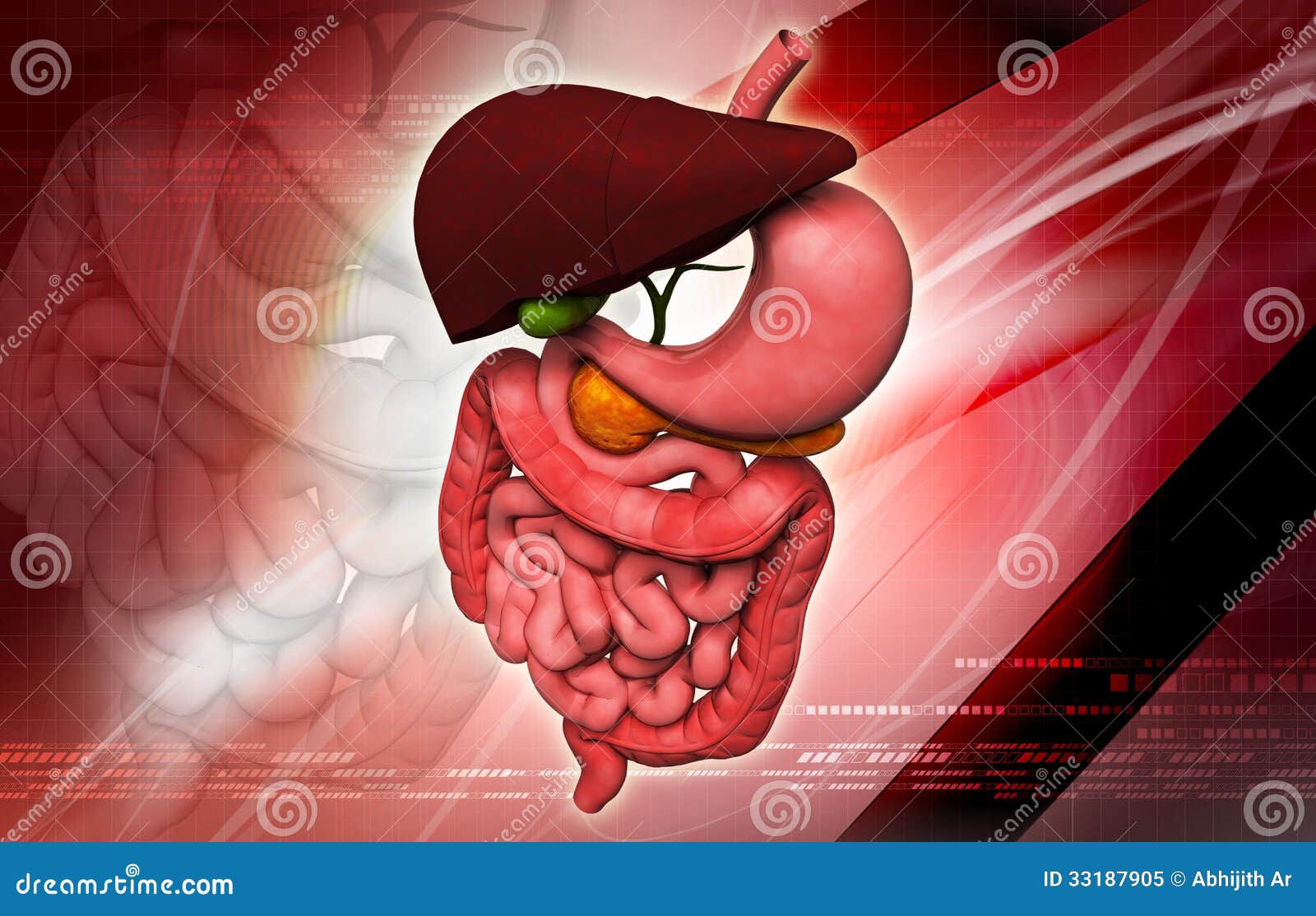 Human digestive system stock illustration. Illustration of anatomy ...
