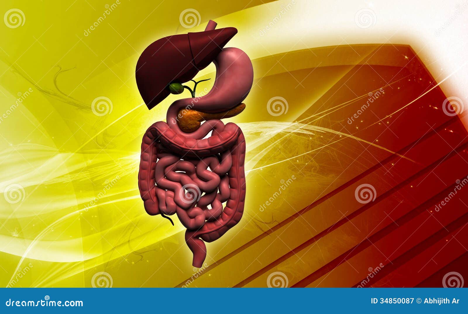 Human digestive system stock illustration. Illustration of tract - 34850087
